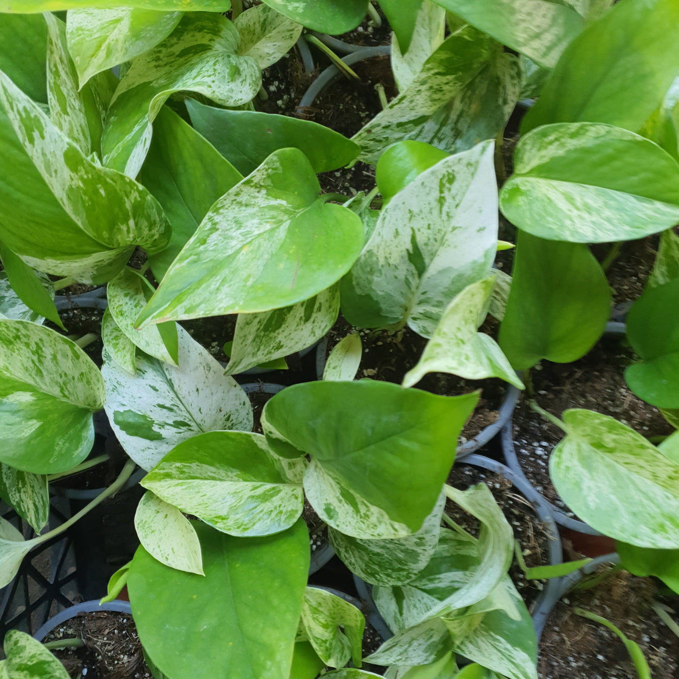 Scindapsus (Marble Queen)— Arte Cultivos