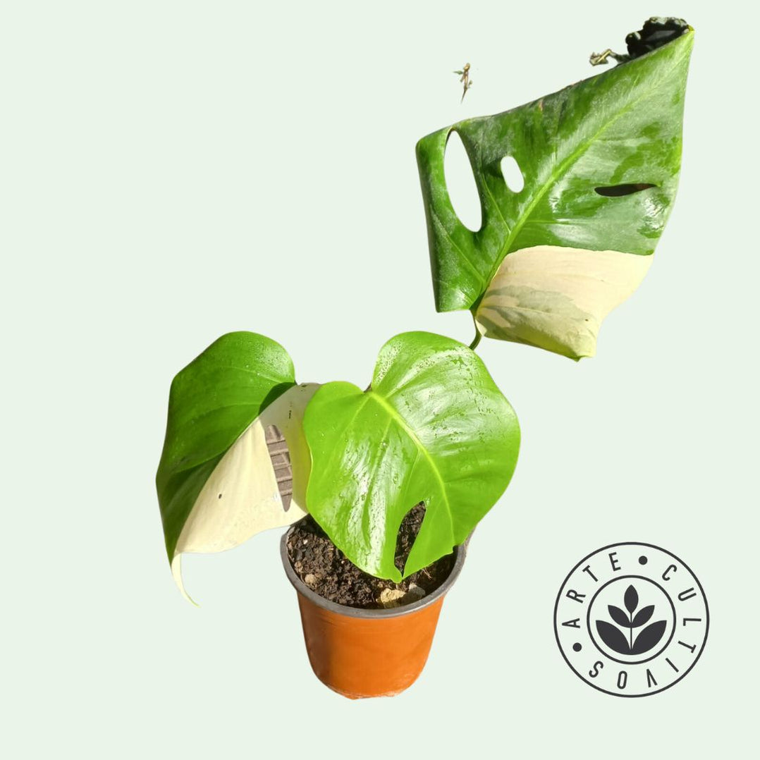 Monstera Deliciosa Variegada— Arte Cultivos