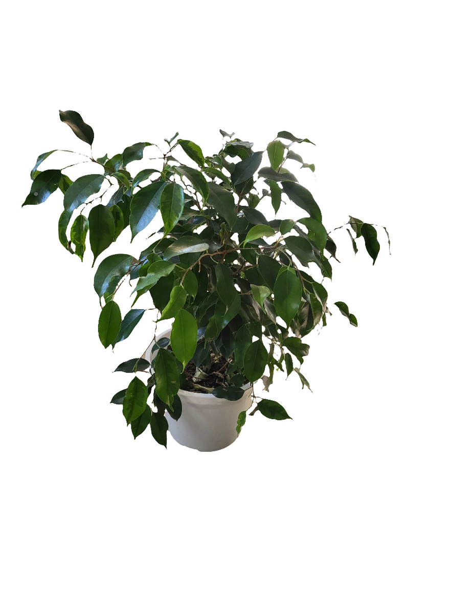 Ficus Anastasia— Arte Cultivos
