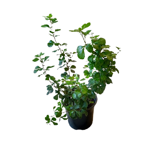 Rhus Crenata (rus)— Arte Cultivos